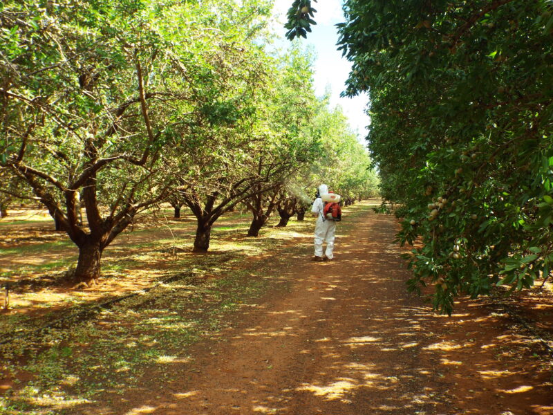 Field Trial for Almond Hull Rot - R&D Solutions